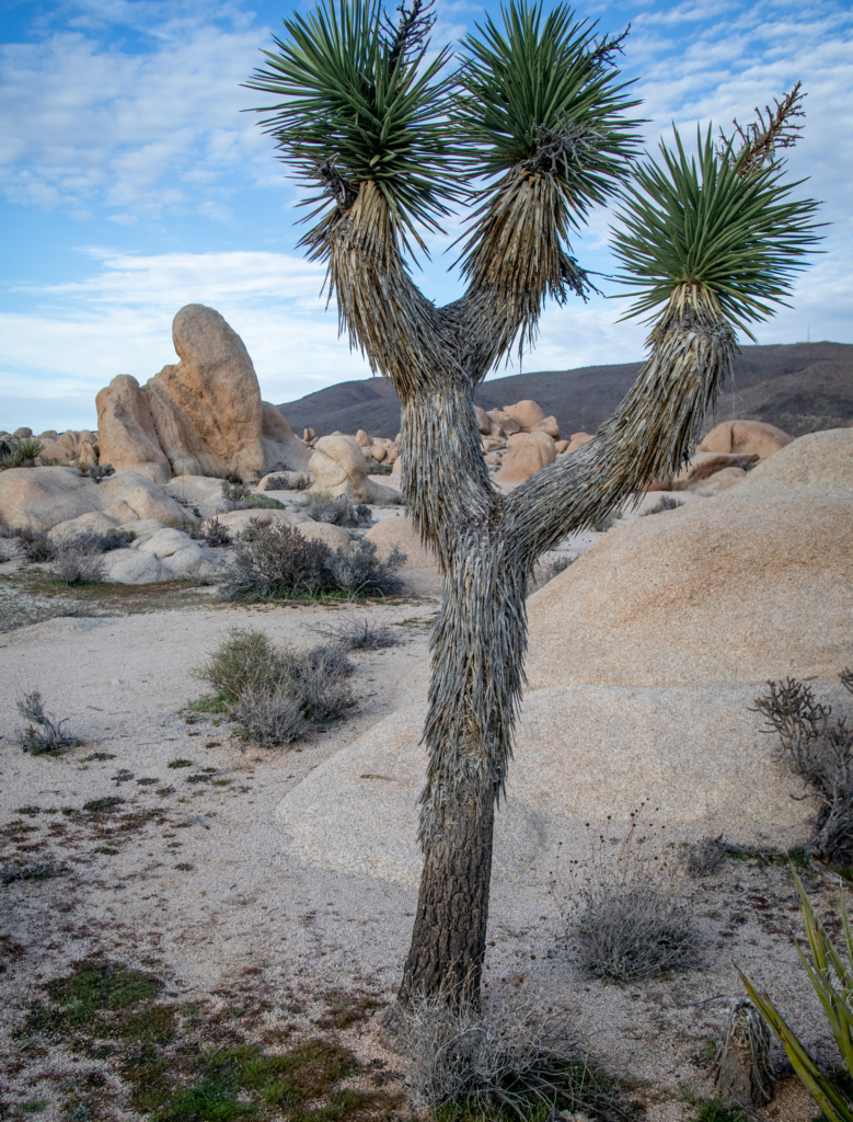 Joshua Tree and the Yucca Men: Exploring the Mojave Desert | the ...